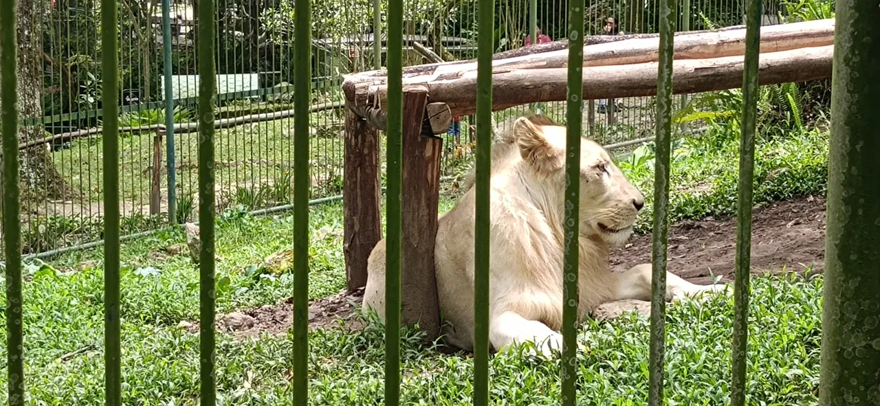 Ellos Merecen Ser Libres Vivir En Su Hábitat Natural y No Como Un T...