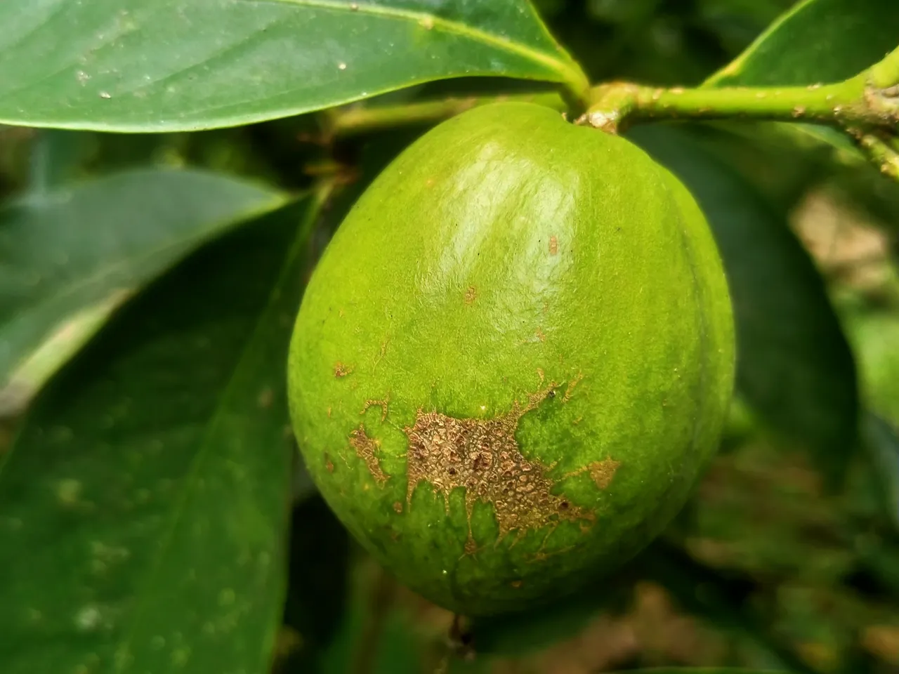 Potrait of Phaleria macrocarpa