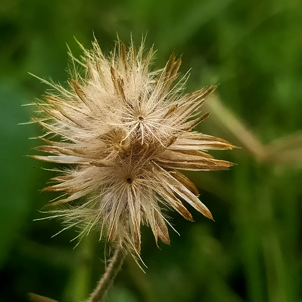 Randa tapak (Taraxacum)