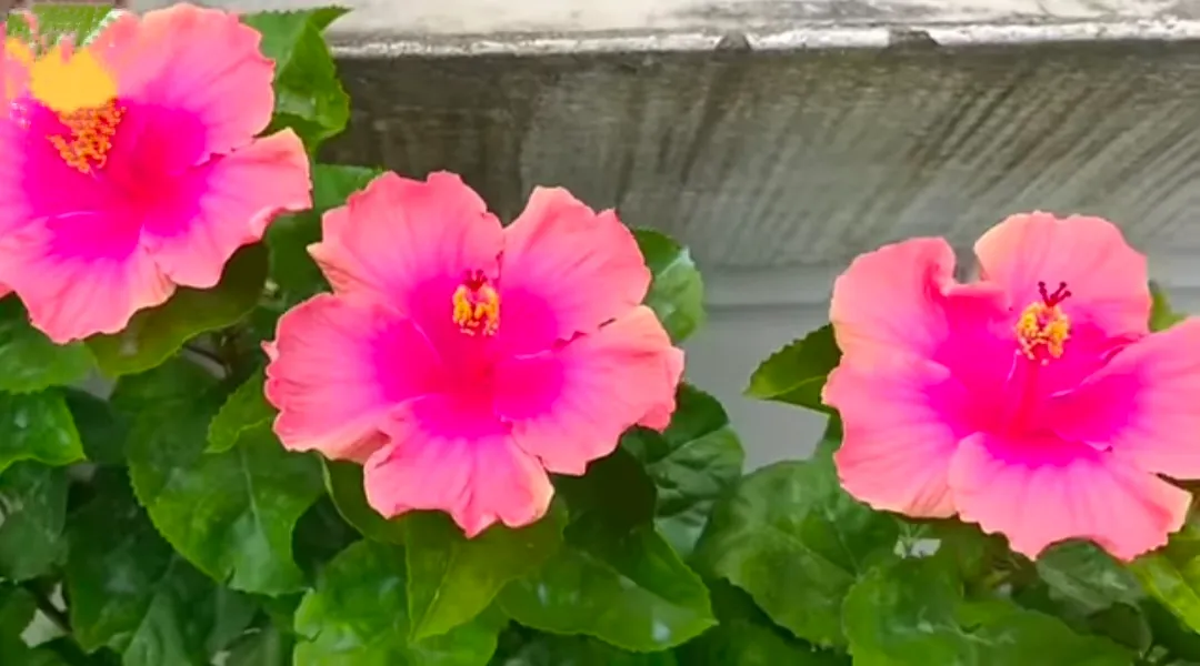 Photography of jaba flower