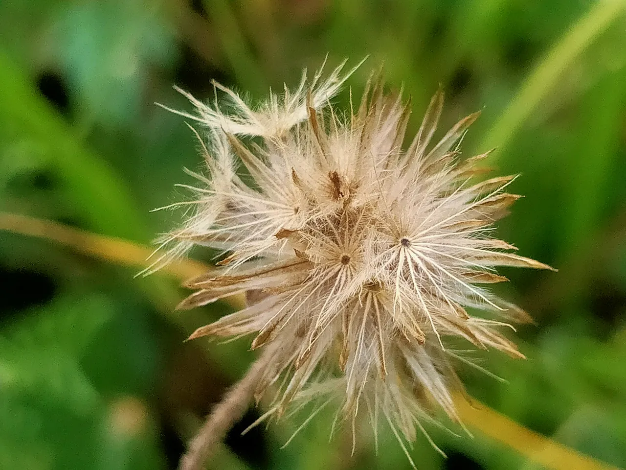 Randa tapak (Taraxacum)