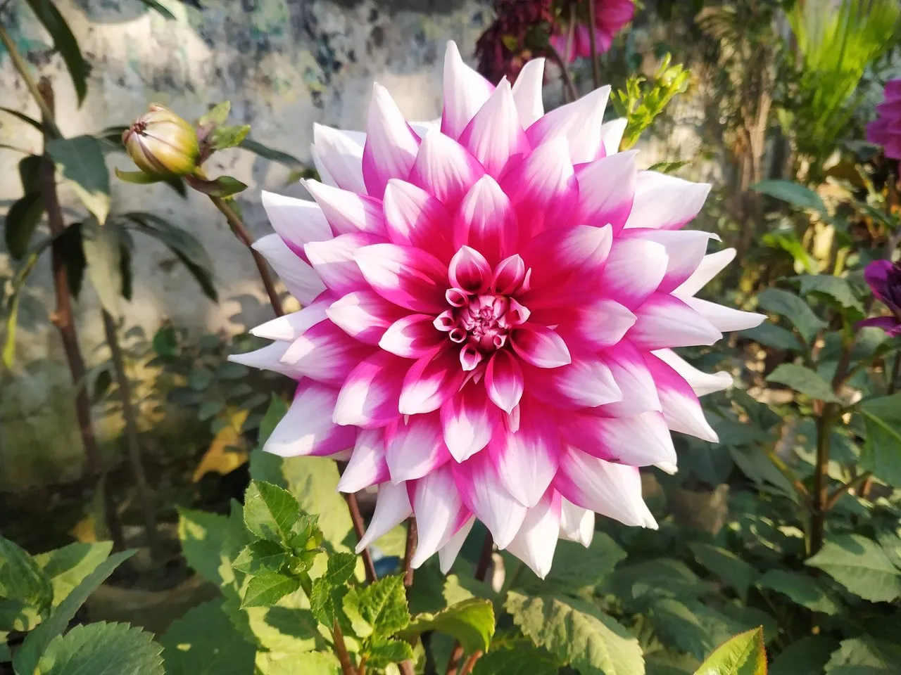 Dahlias In Different Color
