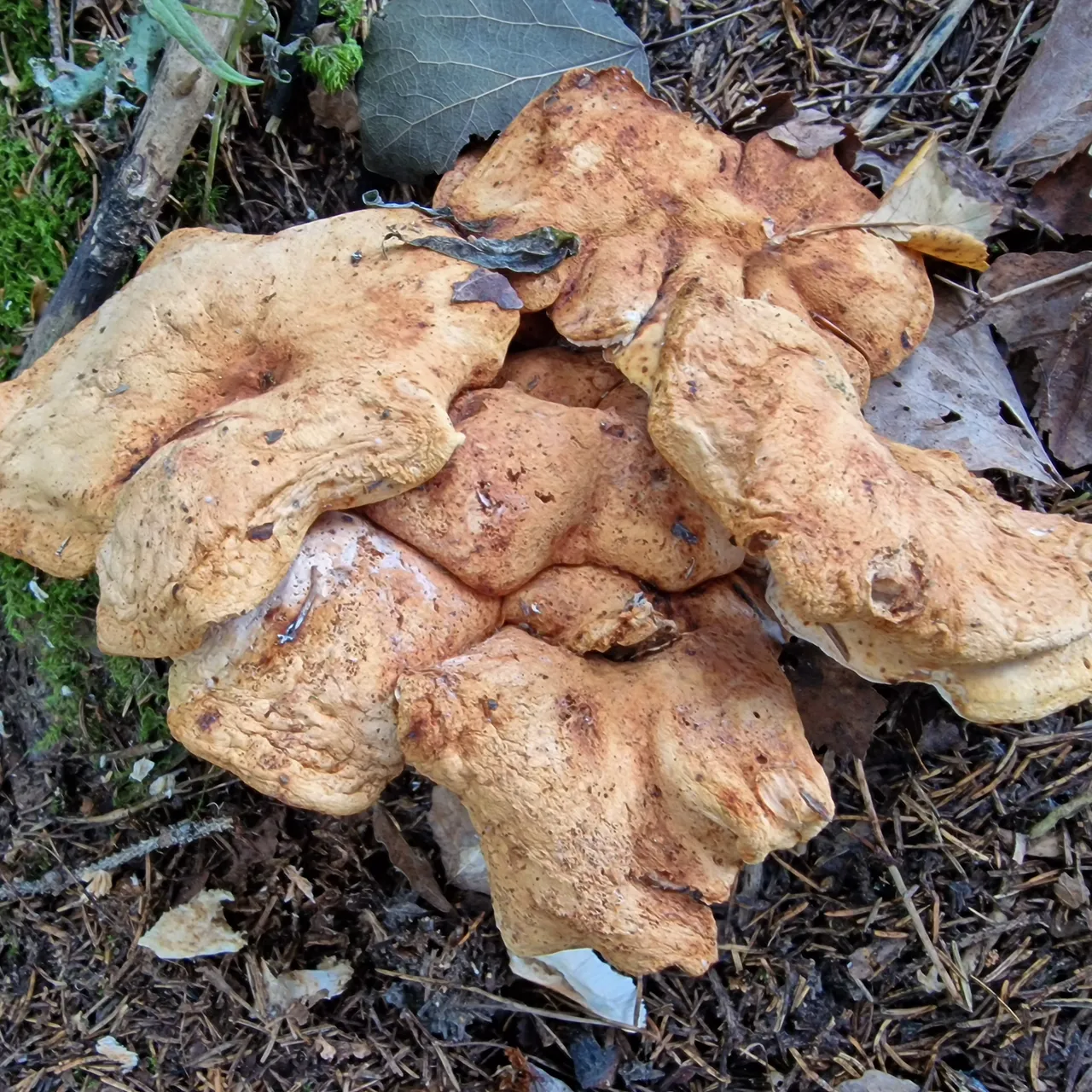 fused polypore and more