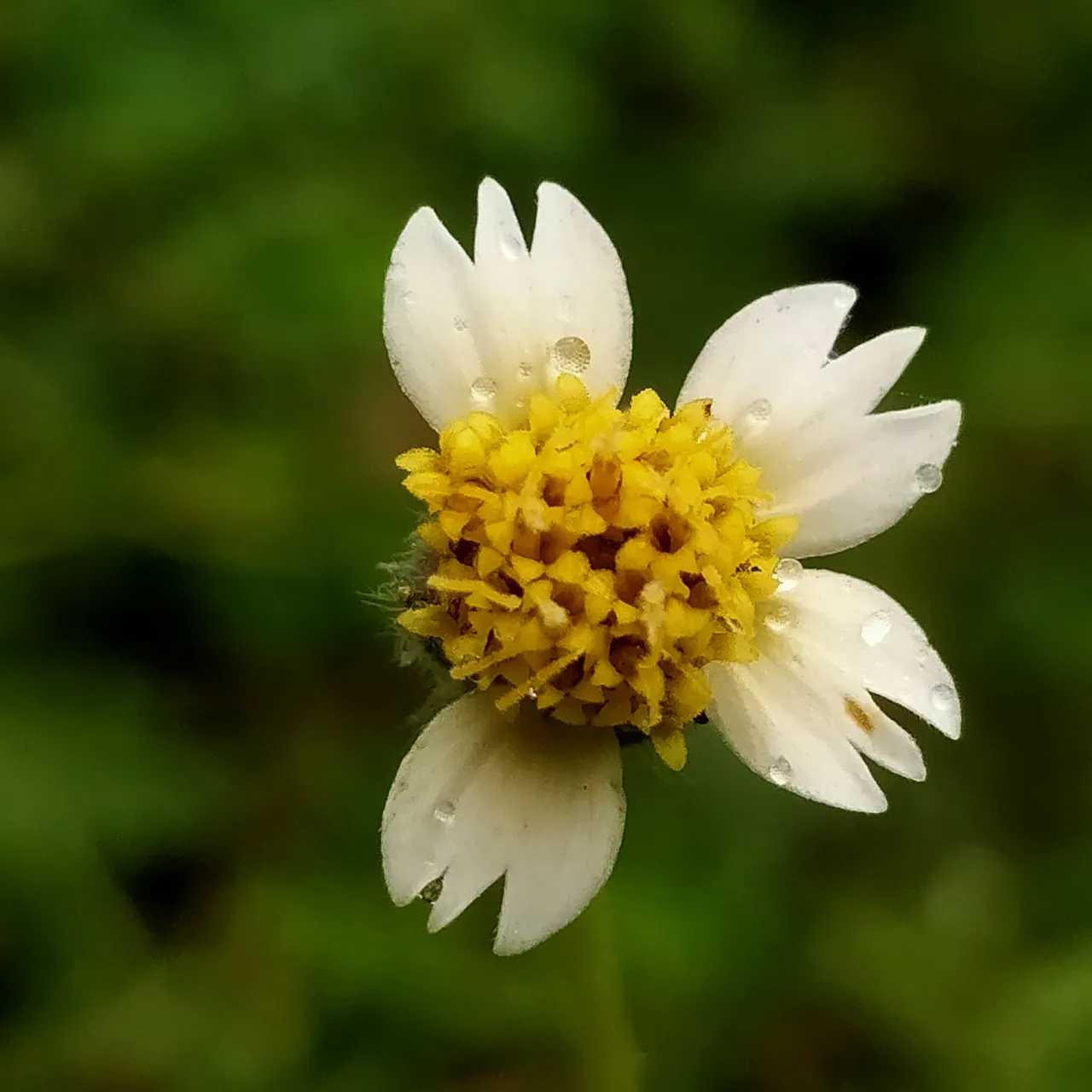 Gletang (Tridax procumbens)