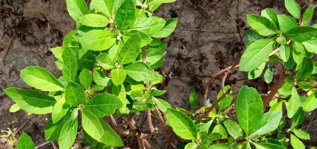 Stock Images - The Famous Nigerian Bitter Leaf