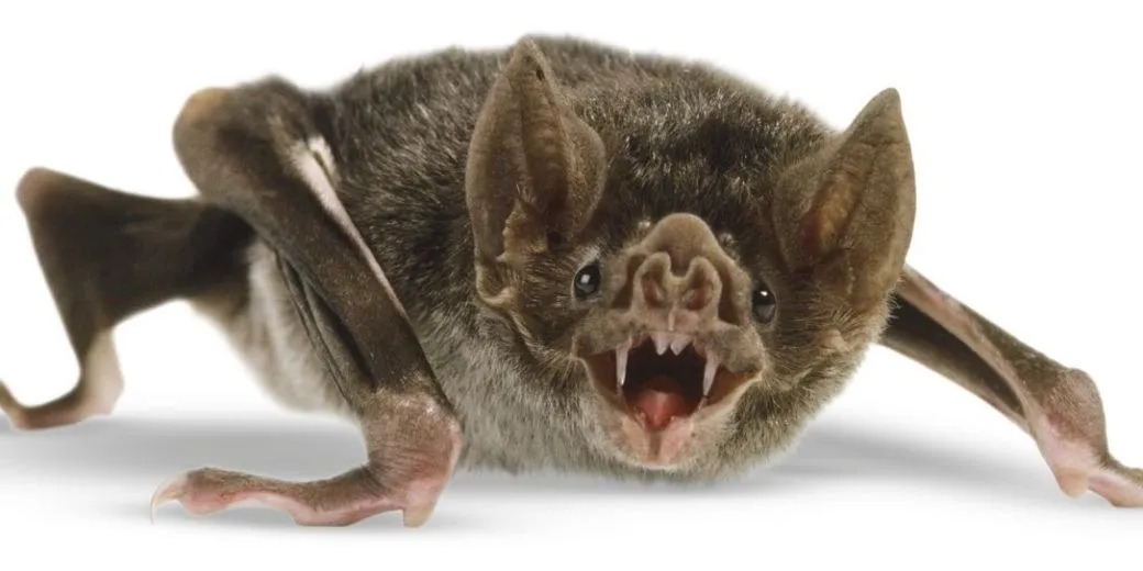 Vampire bats, The infrared vision and its genetic background.