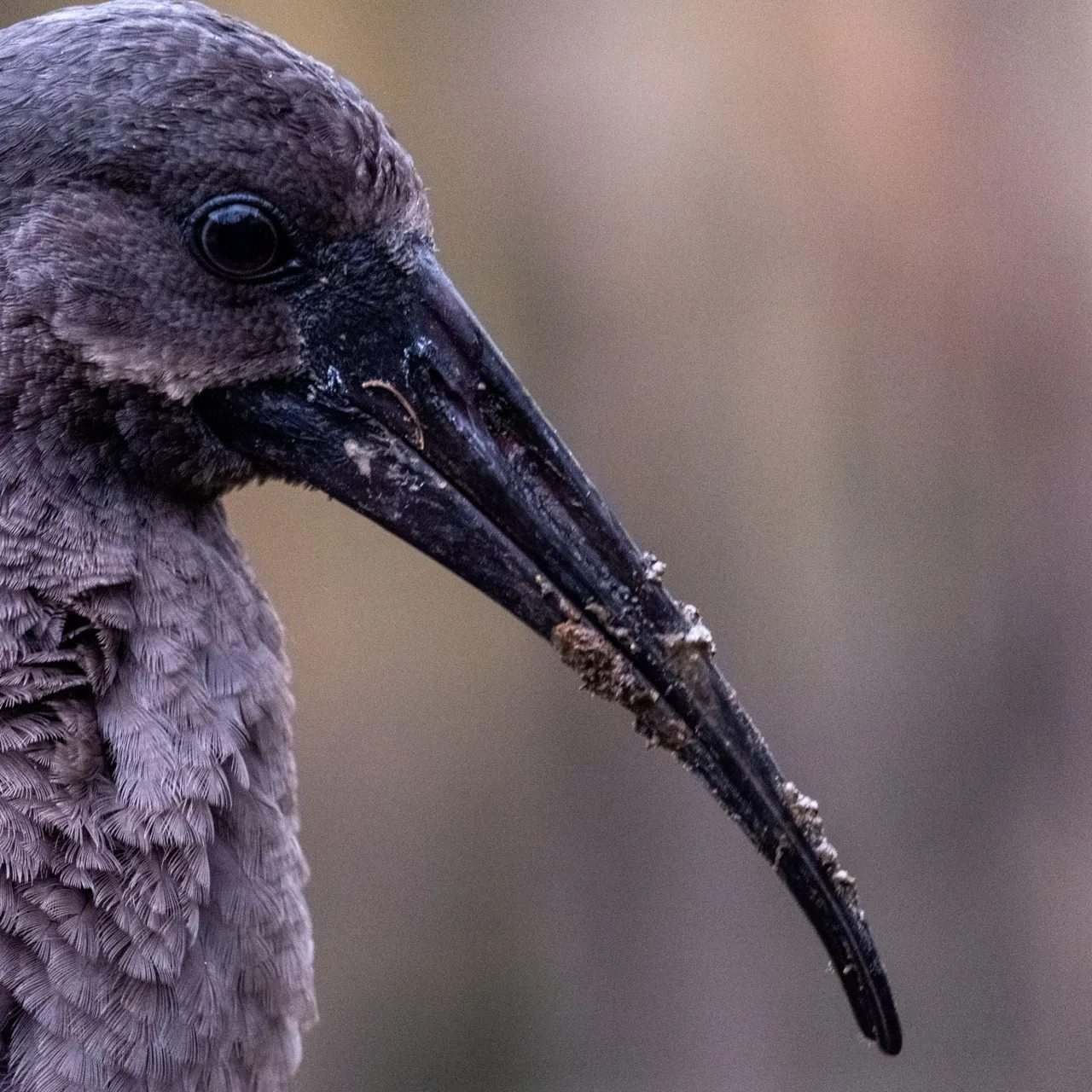 A Day at the Zoo, or, How I Turned Animal Watching Into Art (and Mi...