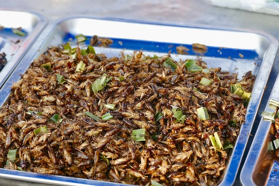 Termites on the Menu: Unleashing the Surprising Health Benefits of ...