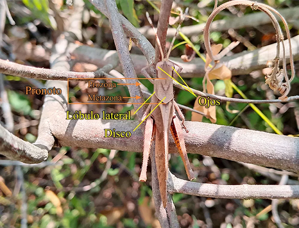 Saltamontes del género ‘Abila’.