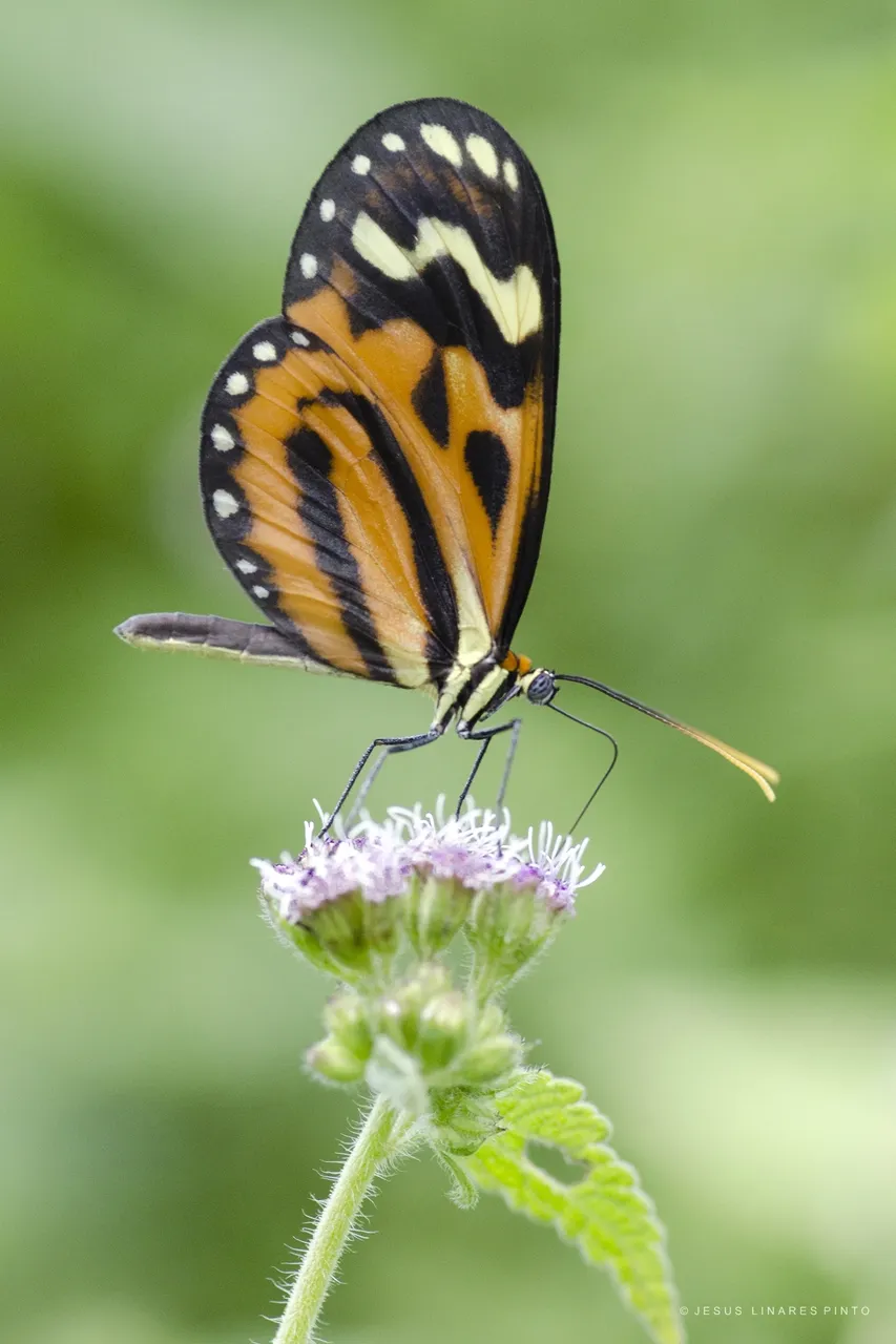 TROPICAL INSECTS - Montalbán, Carabobo, Venezuela || ENG-ESP