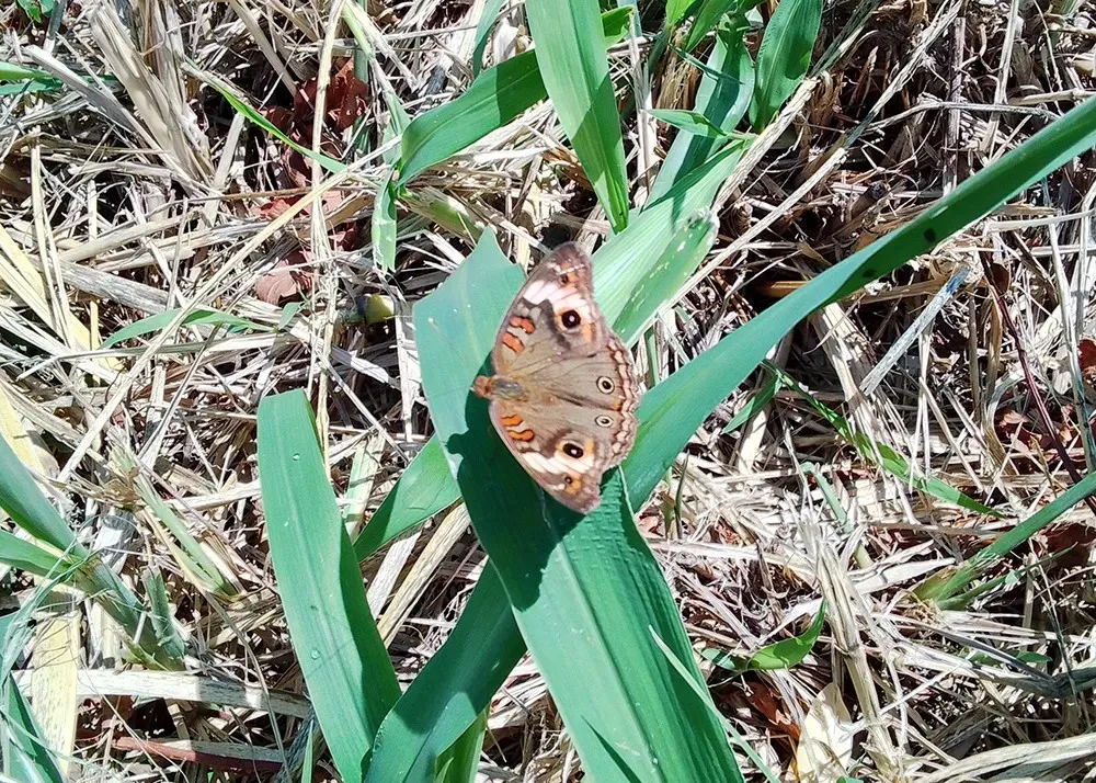 Mariposa pavo real roja.