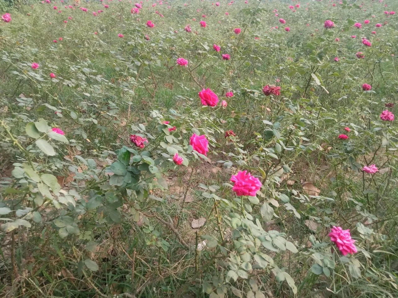 Beautiful time in the kingdom of Roses- Beautiful Sunday