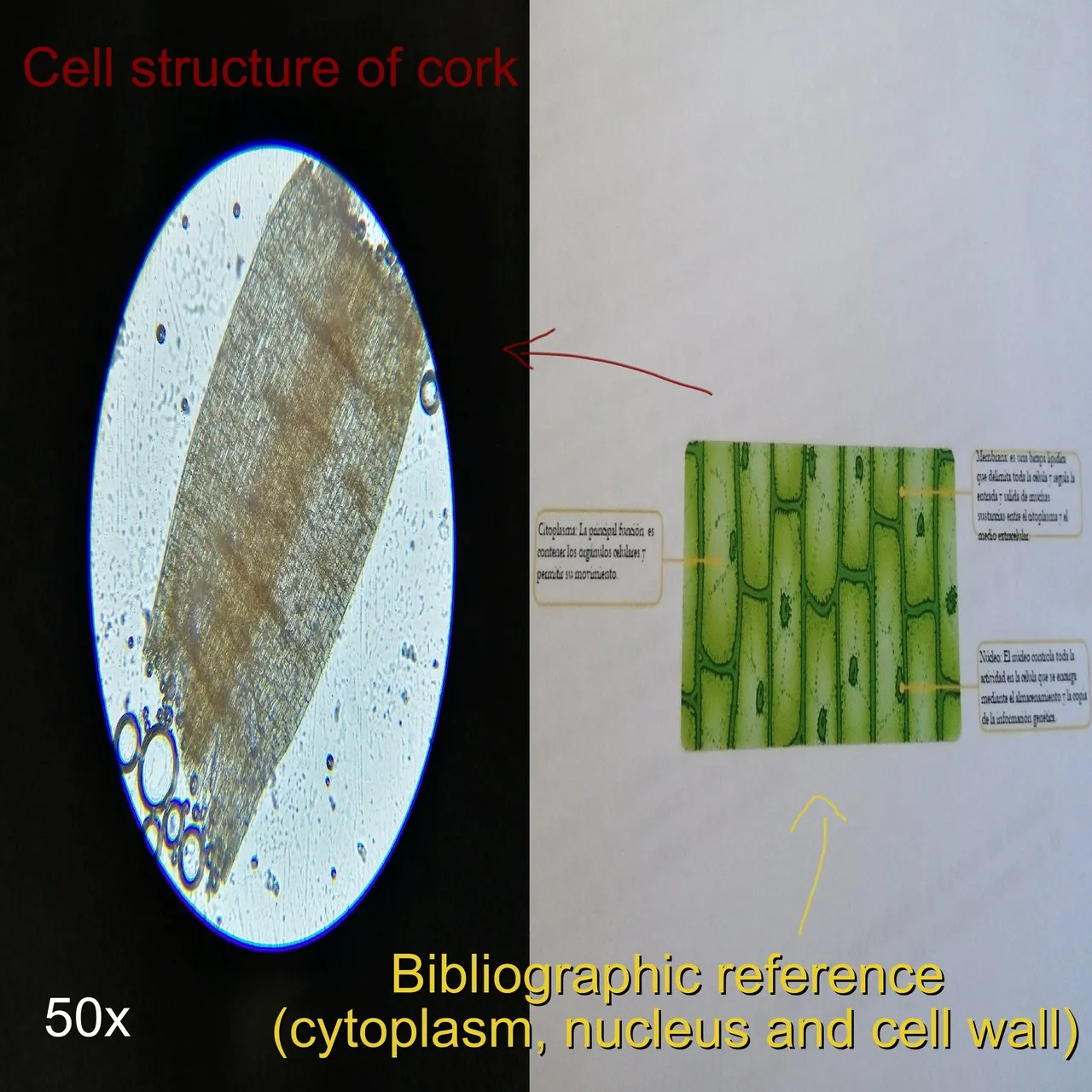 Cross section of (Hydrilla verticillata)🧠🍀👨‍🏫