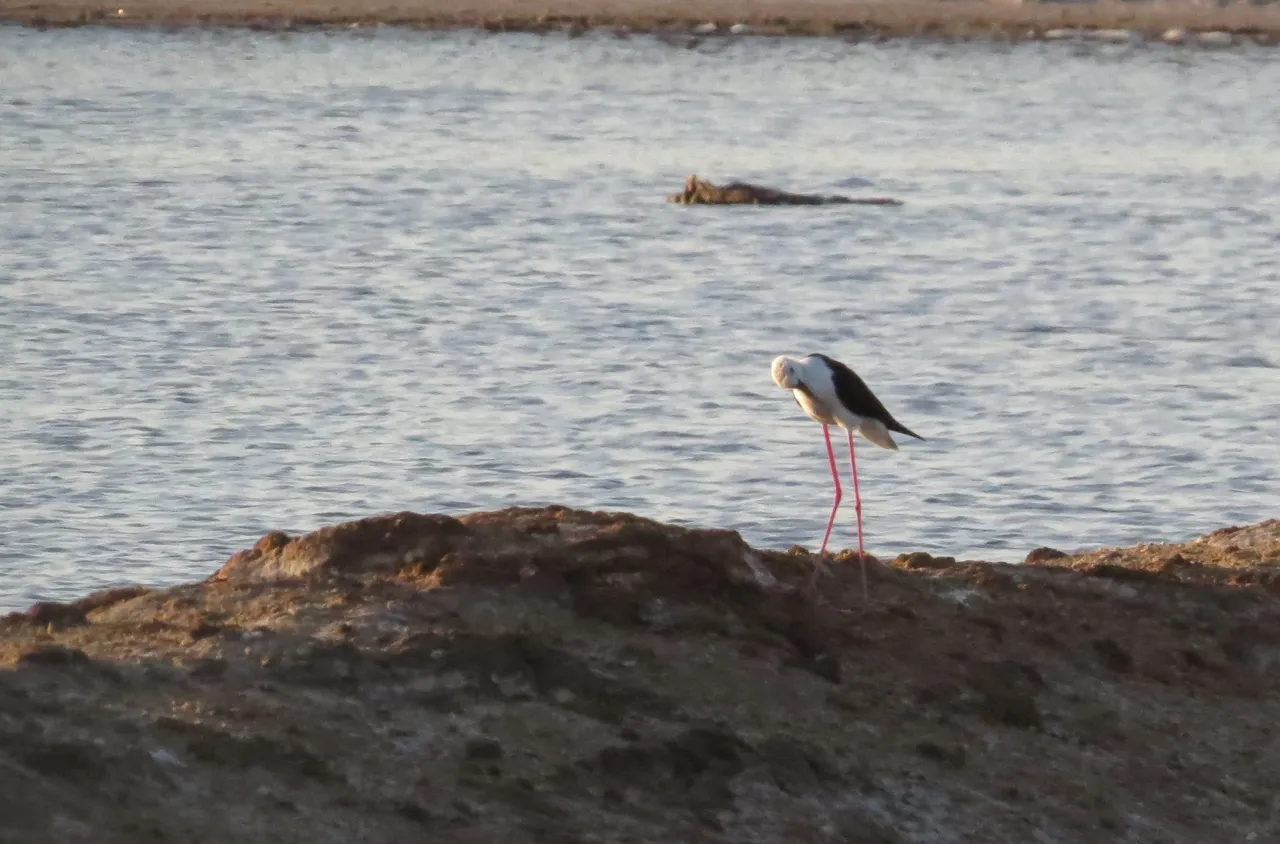 Big birds, small birds, big legs alike