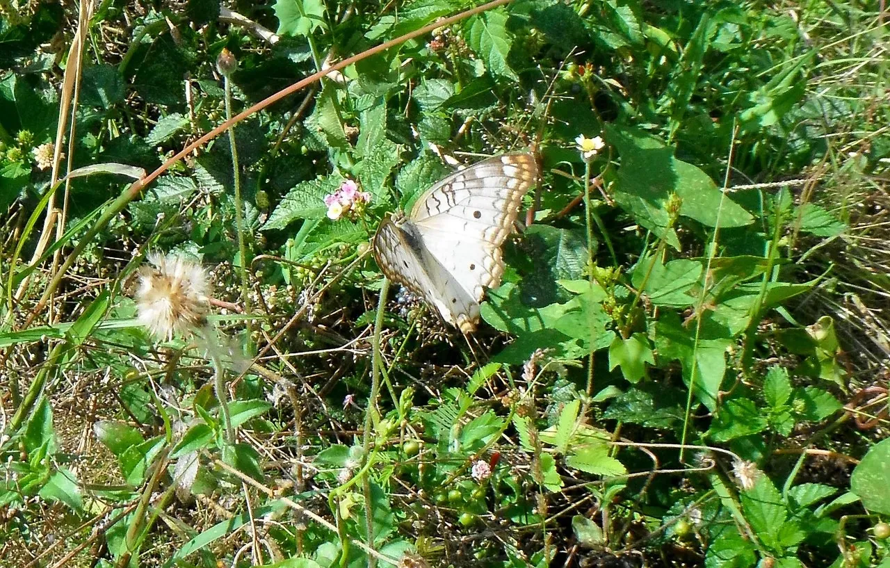 Mariposa pavo real roja.