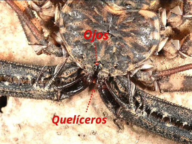 Arácnidos #6 | El secreto de los amblipigidos