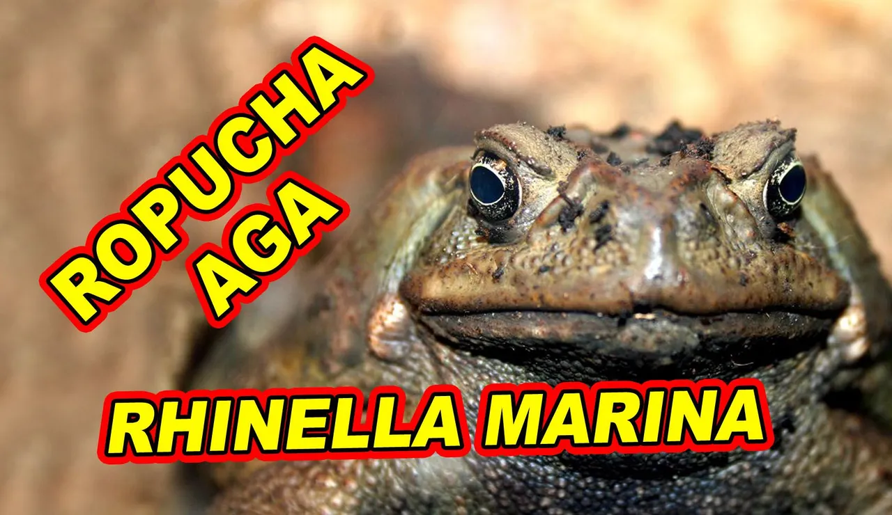 Ropucha aga - Rhinella marina | The Cane Toad (Photo Galery)- [Tuto...