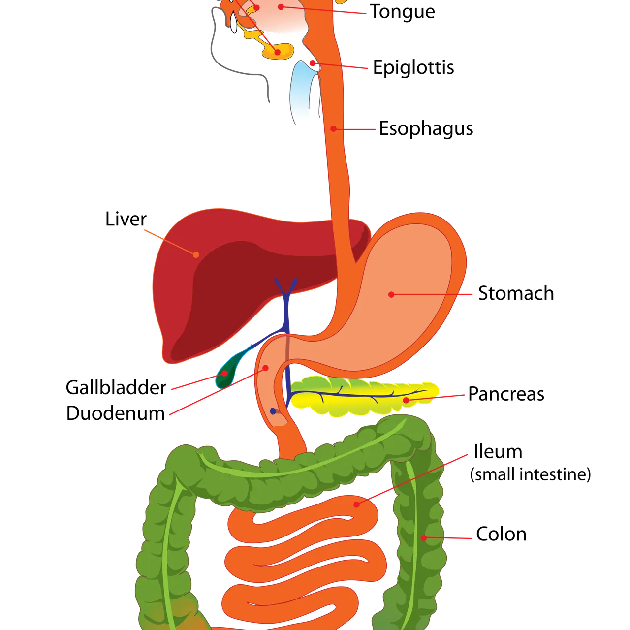 The Unsung Heroes of Health: How Our Body's Waste Management System...