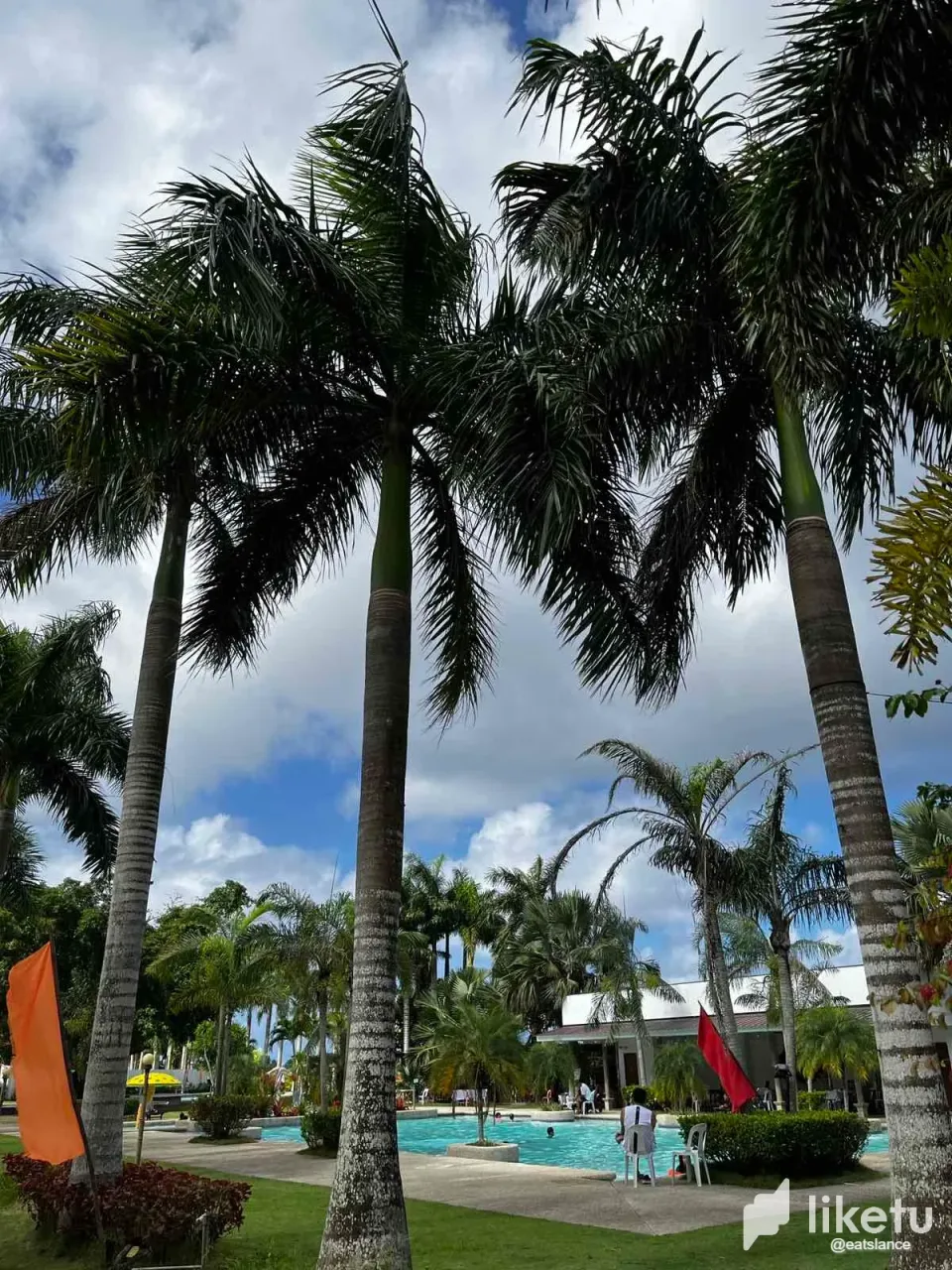 Coconut Tree Therapy