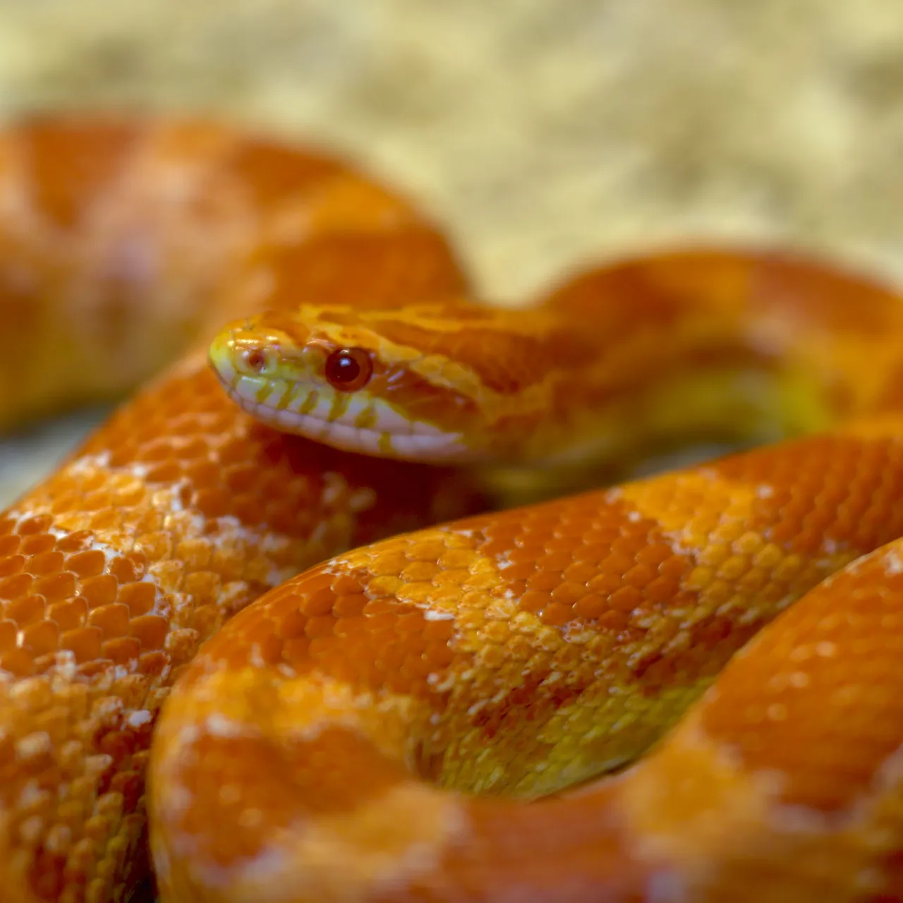 Python Wizardry: Fetching Liquidity Pools from Hive Engine with a S...