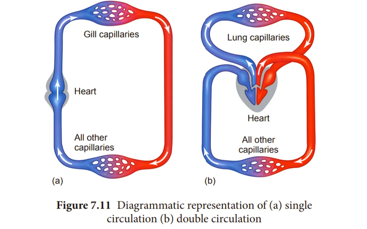 Circulatory Systems
