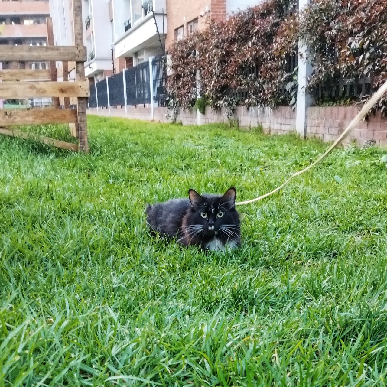 My experience walking Chimuela [ENG/ESP]