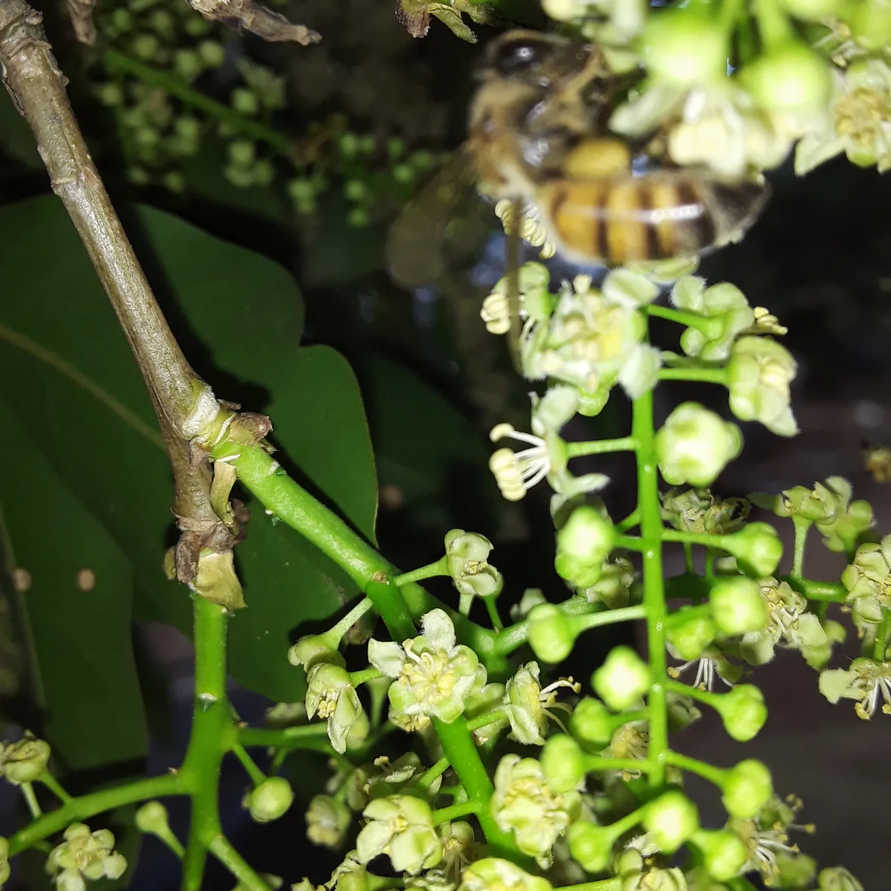 Árbol del mamon y su polinizacion//Mamon tree and its pollination
