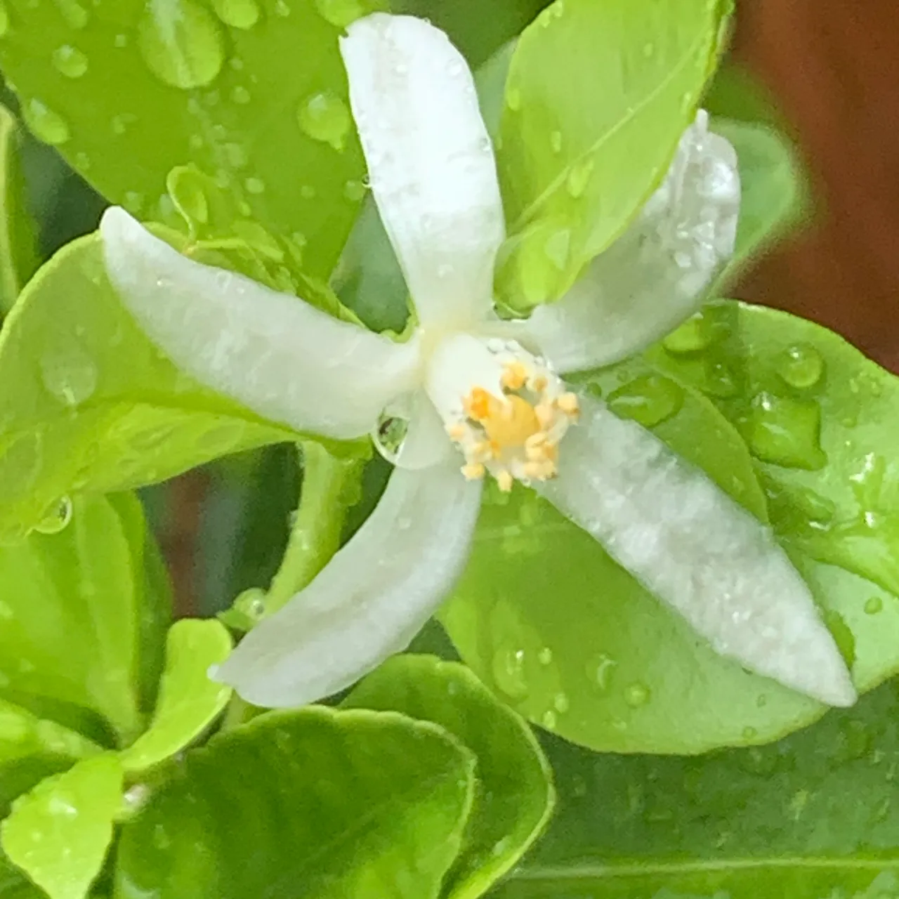 My little garden with fruit plants and beautiful flowers (update)