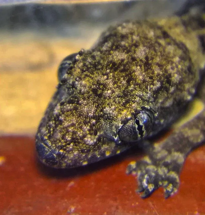 Tropical Gecko (Hemidactylus mabouia) (ENG/SPA)