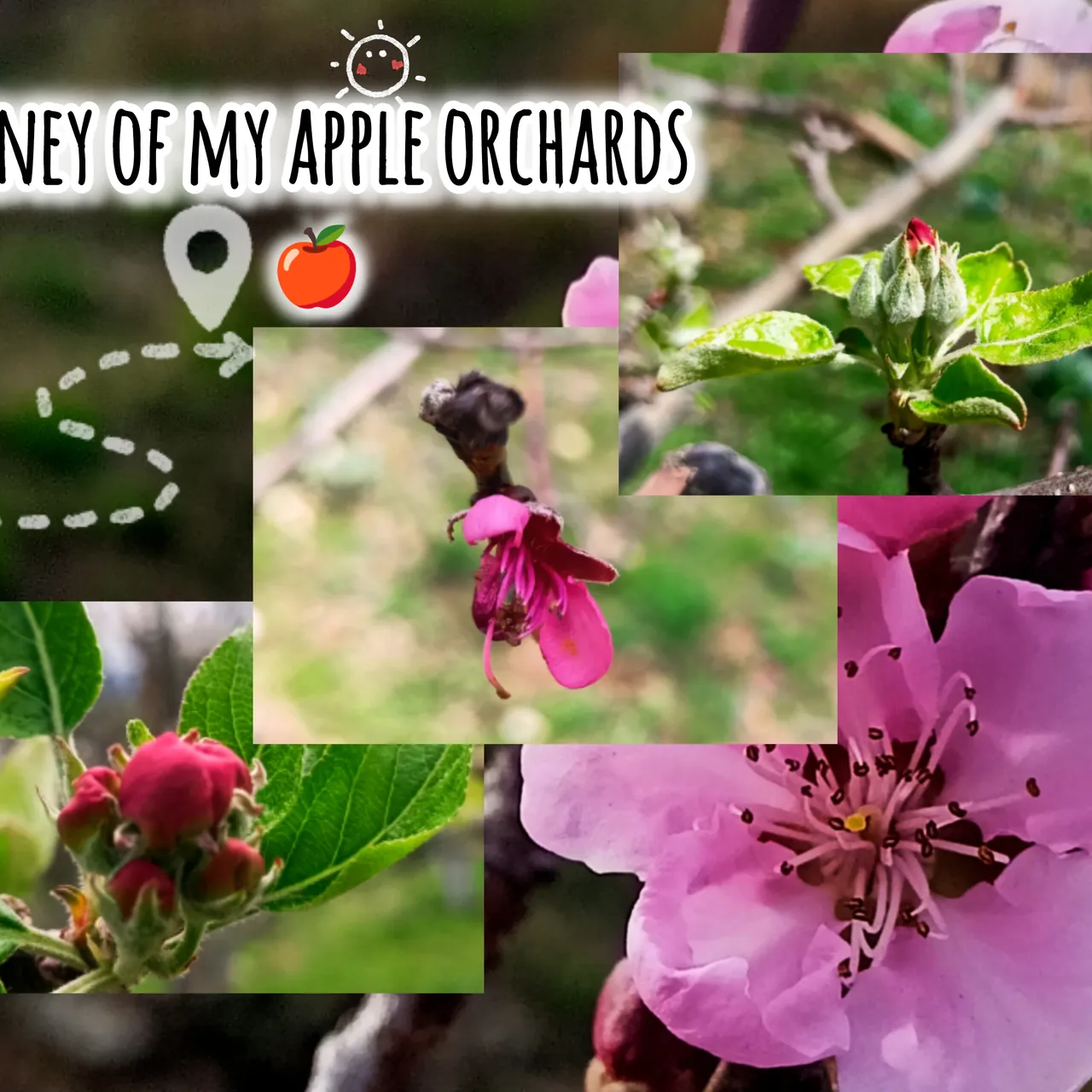 The Journey of My Apple Orchard