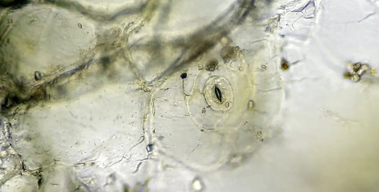 Observation under the microscope: Stomata in plants