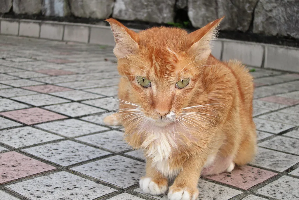 FOPS in Cats: A Strong Trigger for Mouth Pain