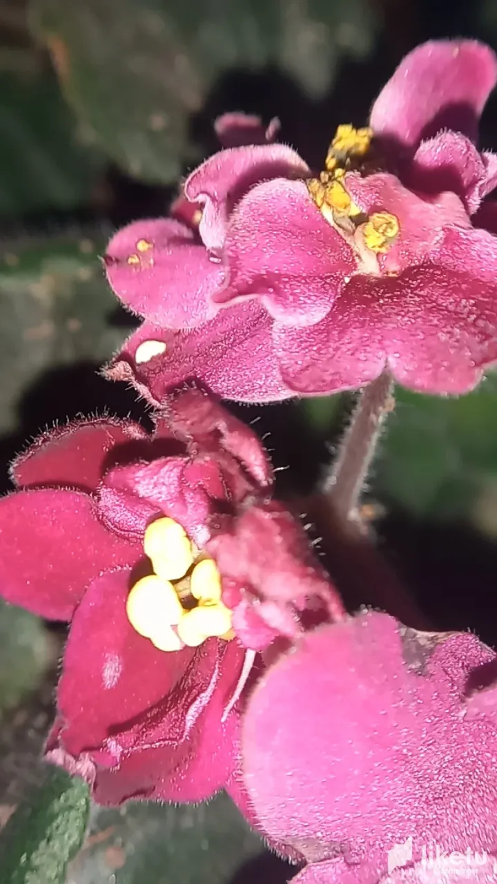 [ESP/ENG] - La alternancia de mis instintos, allí veo realidades co...