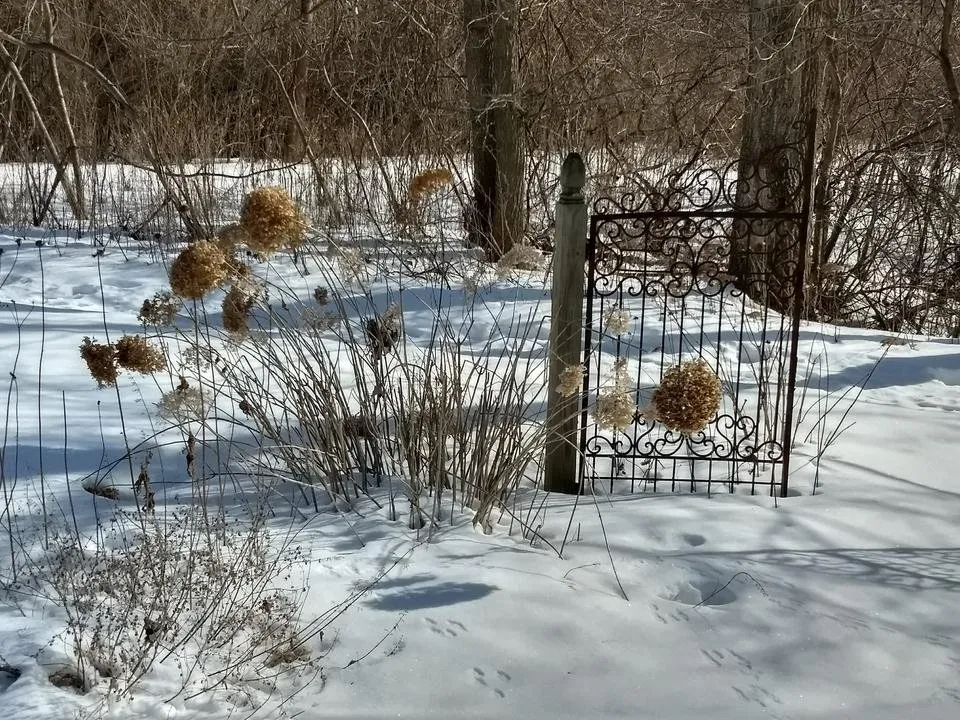 A day in my garden...