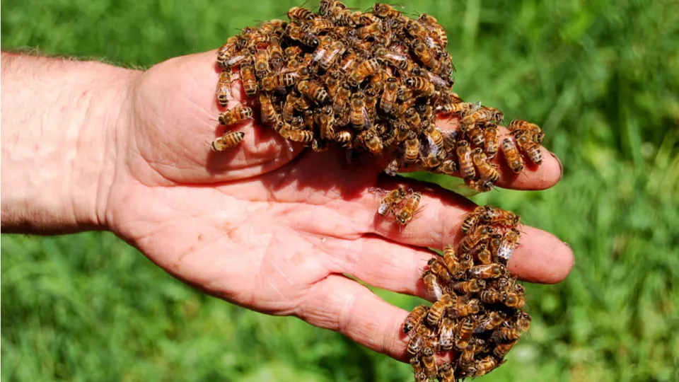81-Year-Old Texas Man Survives More Than 1,000 Bee Stings