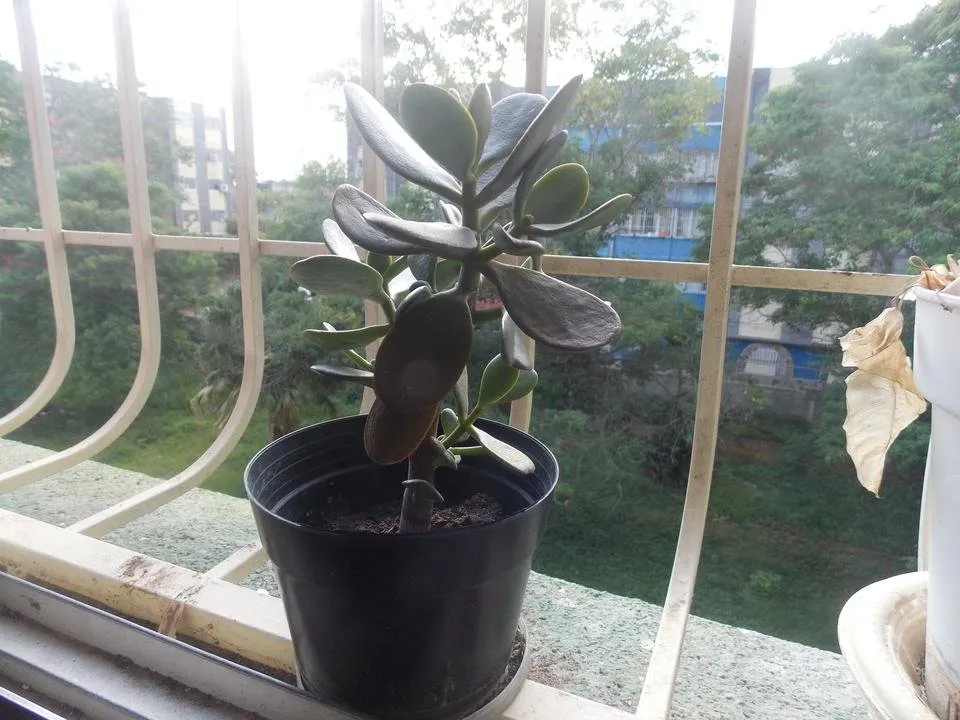 Presentando a Esmeralda, la planta que resucitó.