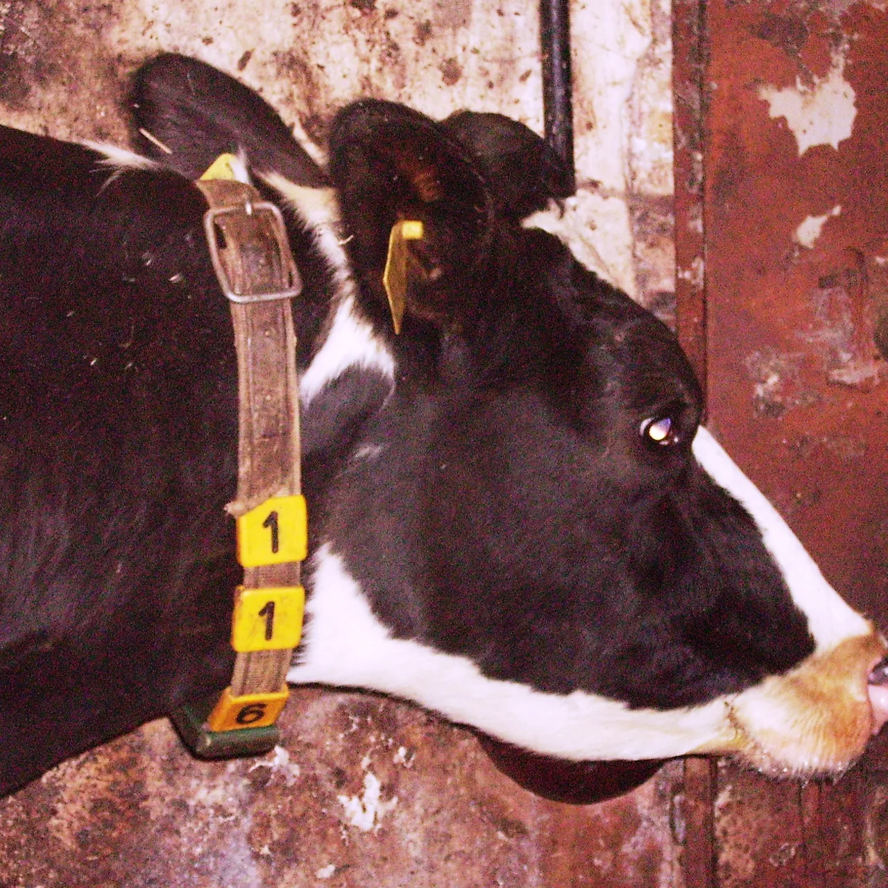 The Best Way to Handle Tetanus Disease in Animals and Humans.