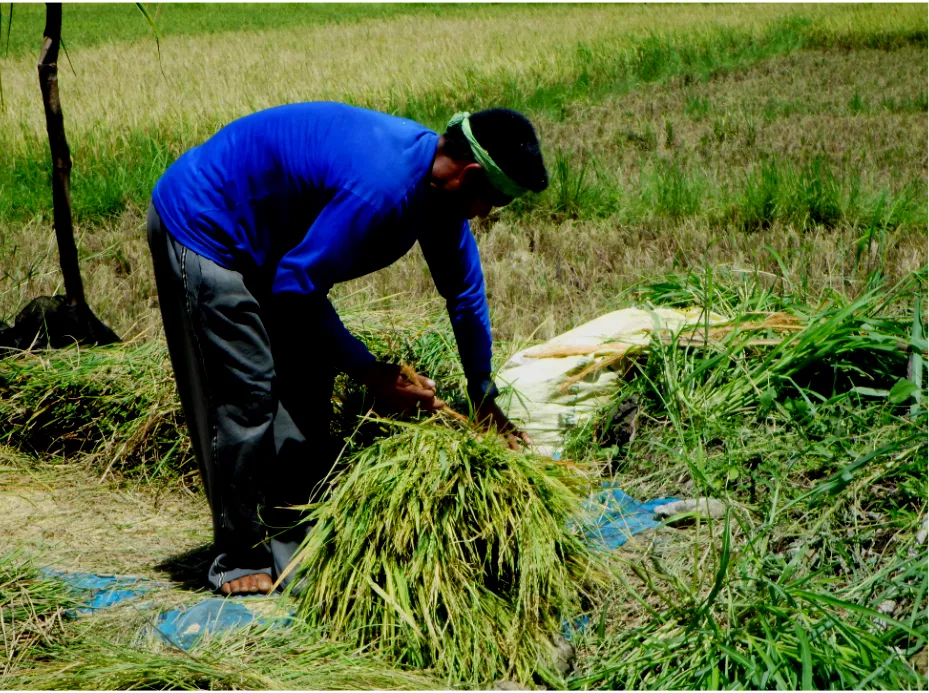Harvesting and Manual Threshing of Rice