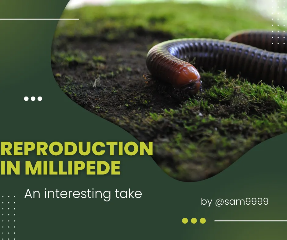 An interesting take on millipede reproduction