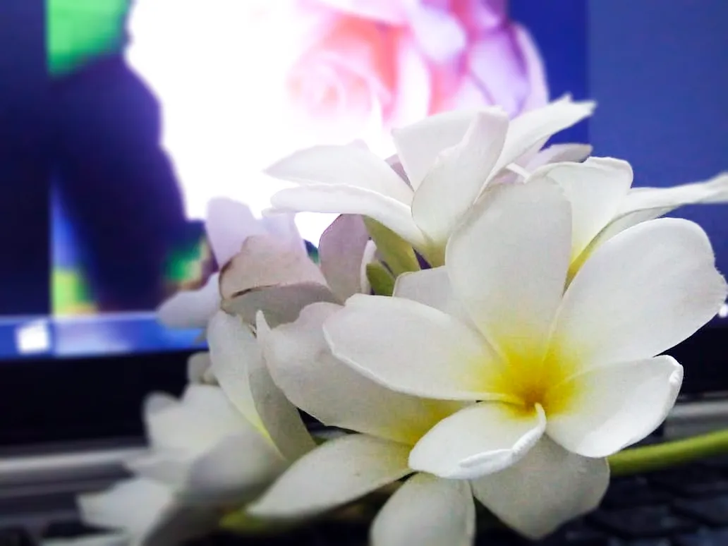 Flower Photography which name is "Kath Golap" im our native languag...