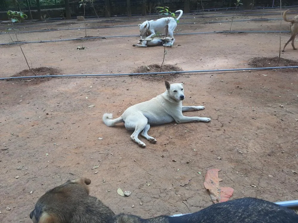 Petting sessions that my free roaming dog buddies enjoy!!