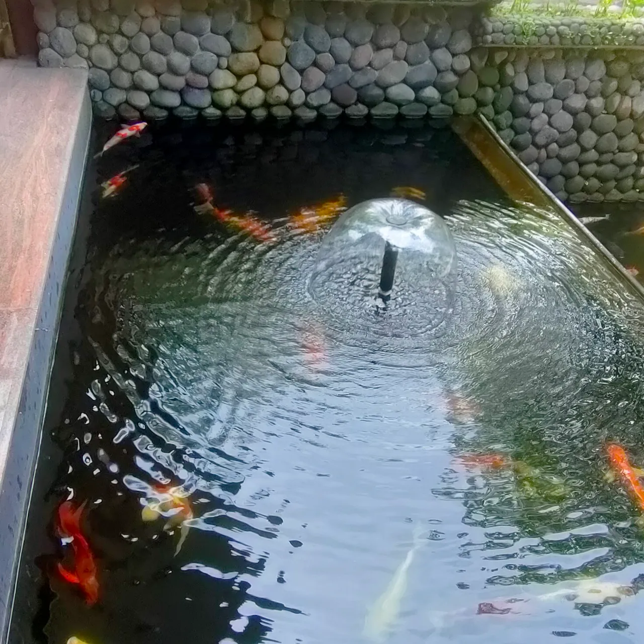 Fish in the Pond