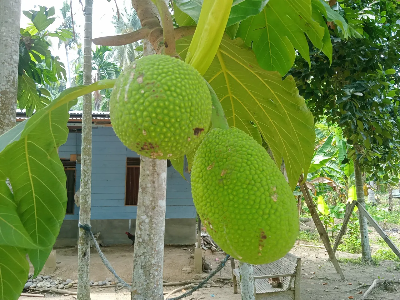Breadfruit