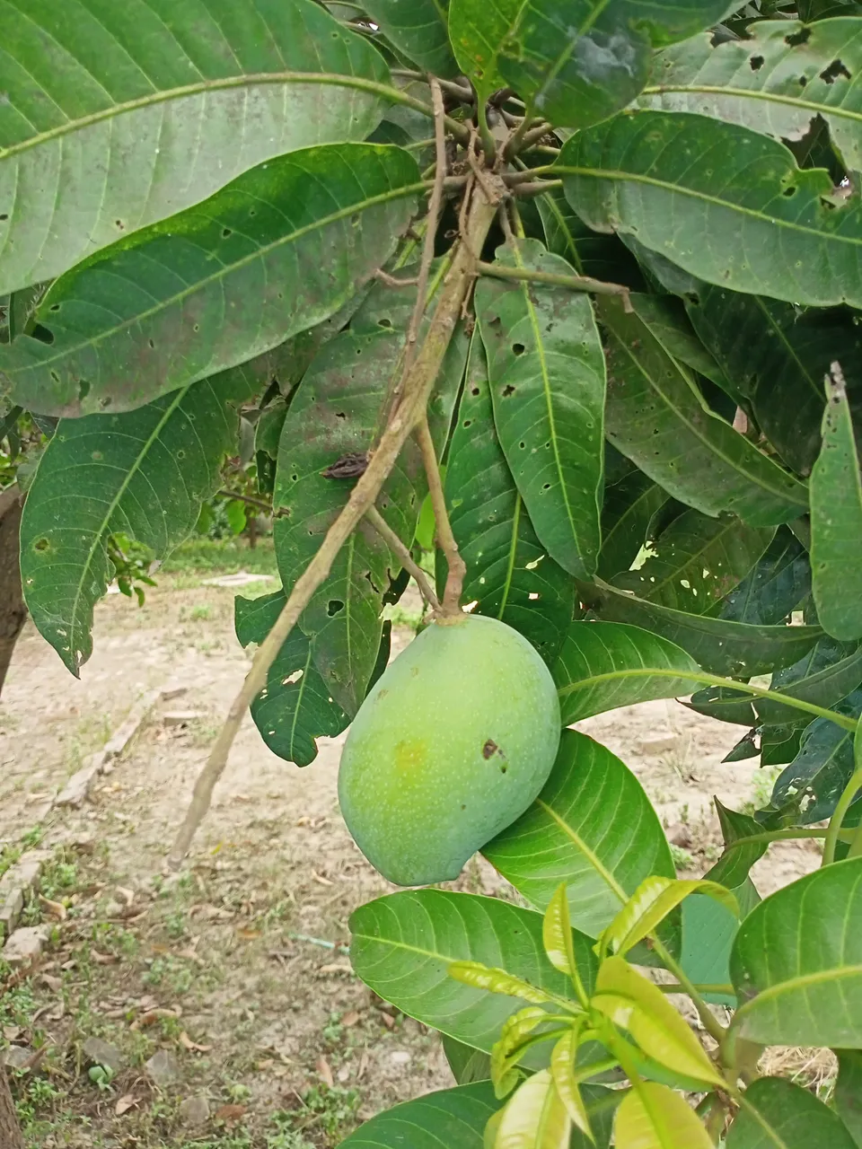 Mango Means A Matter Of Tranquility 🥭
