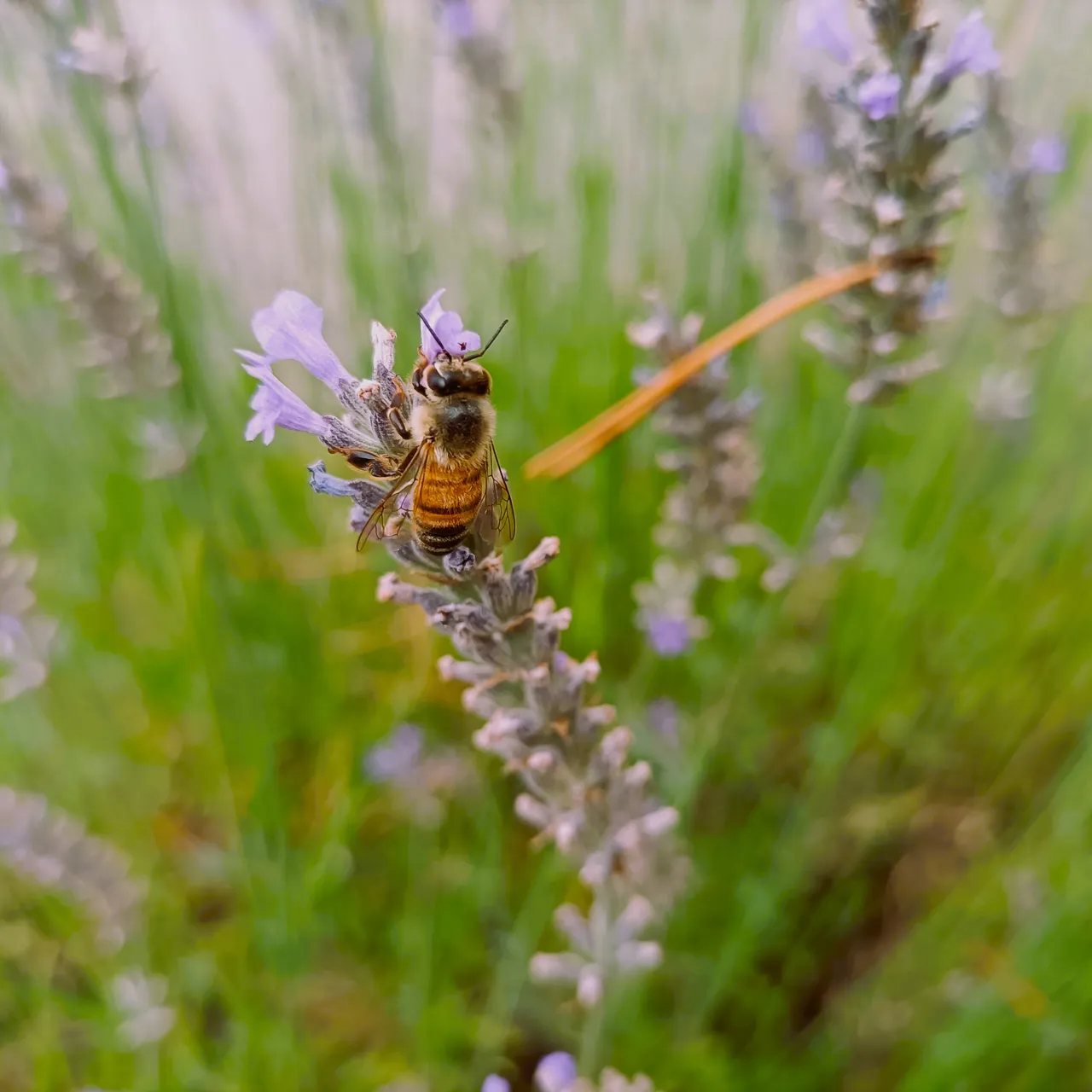 Hive Power Up Day - 1st of July 2025