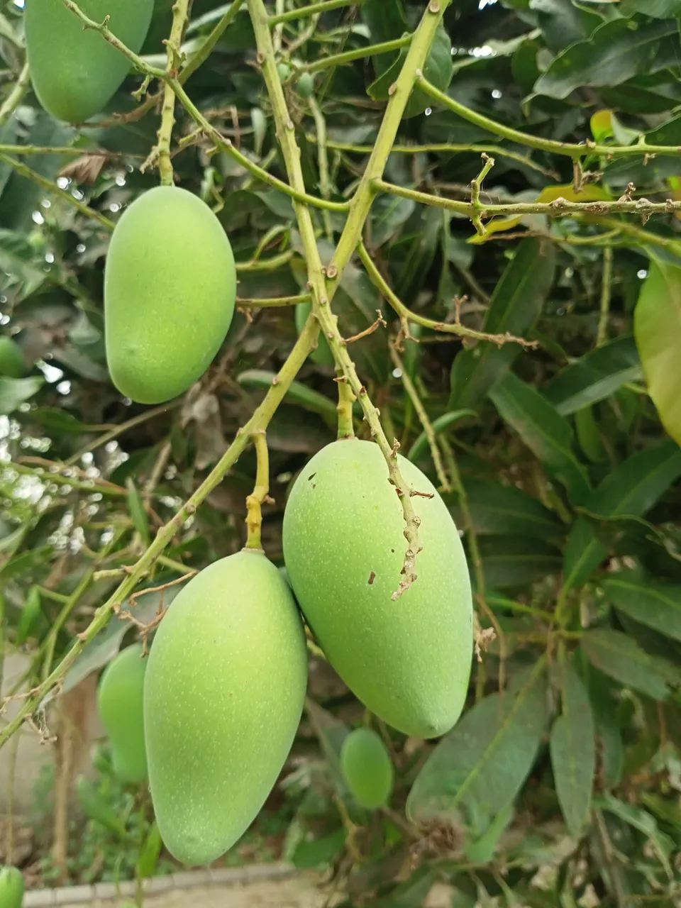 Mango Means A Matter Of Tranquility 🥭