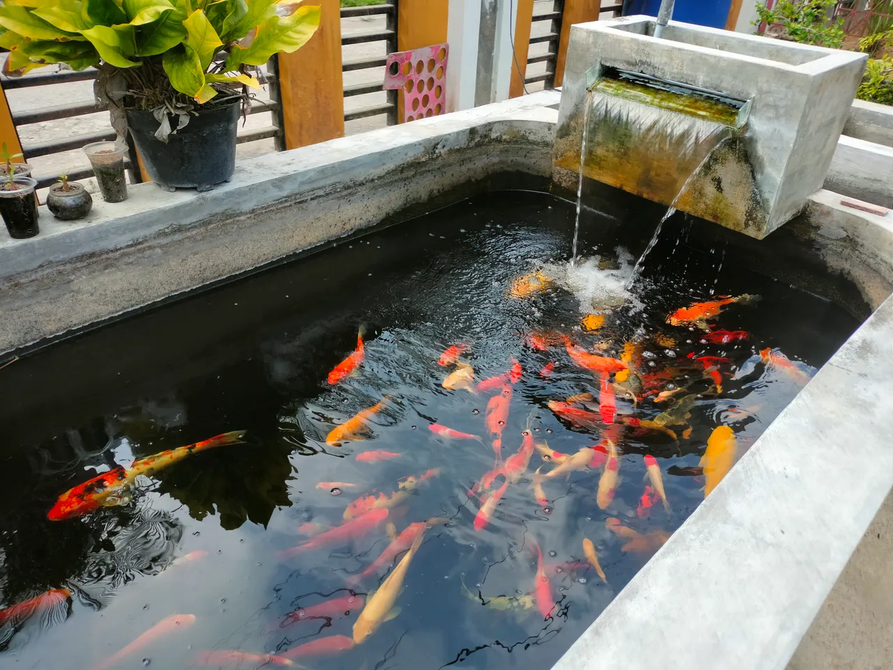 Koi fish