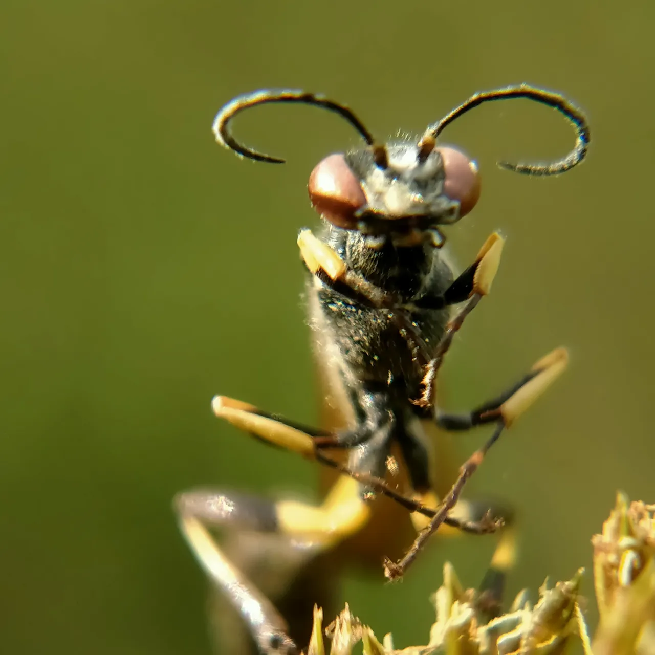 macro photography beauty in forest wasp species