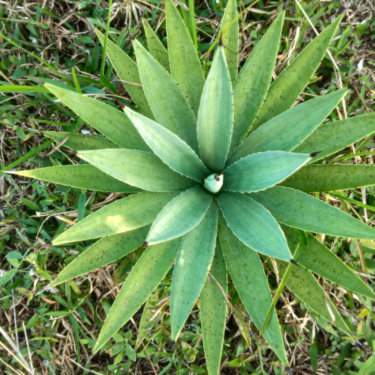 Caribbean Agave