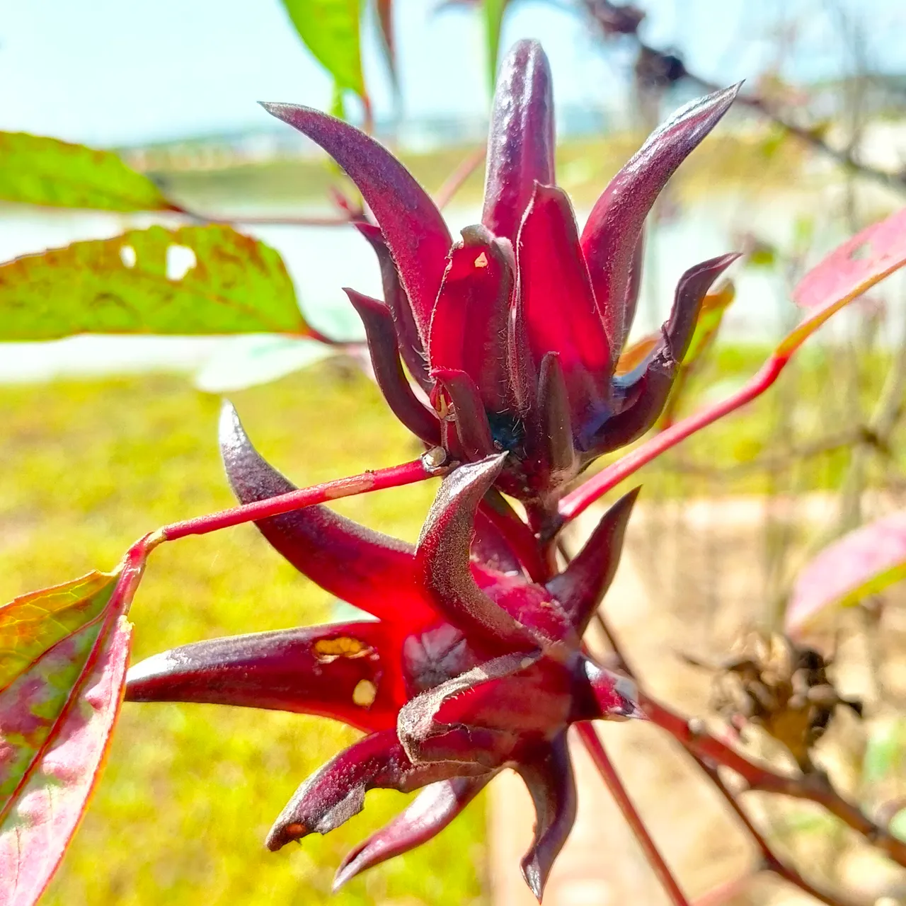 Sjoeroe Hibiscus Flower photography